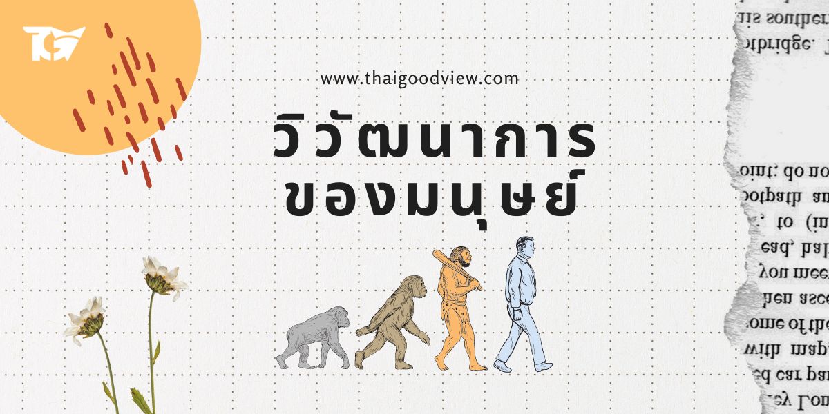 วิวัฒนาการของมนุษย์ - Thaigoodview